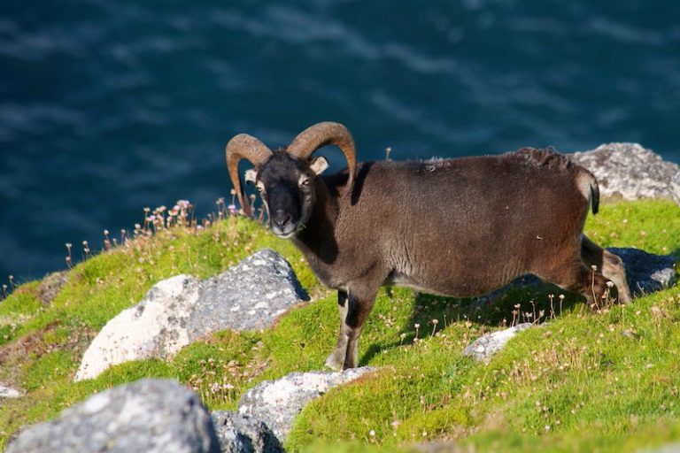 Soay Sheep: Hardy, Low-Maintenance, and Eco-Friendly - Countryside